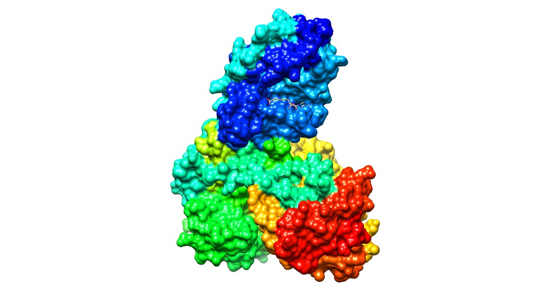 Modelling of ZIKA proteases – Life in Computational Biology